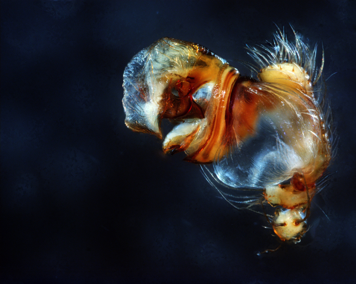 natacha merritt | Araneus_bispinosus | Sedition