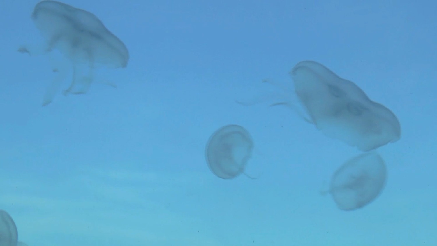 Walter Hugo & Zoniel | Cloud Fish | Sedition