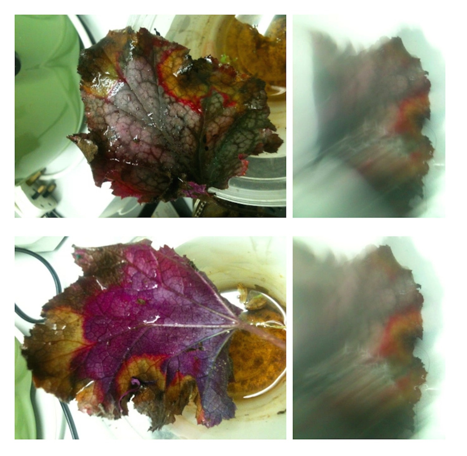 jane camellia sarkar | Thinking Edibles Reversible Food | Sedition