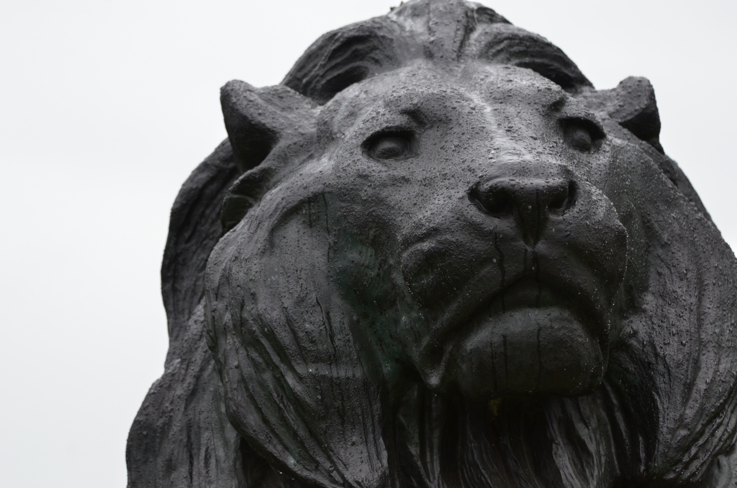 Tracy Steen | Sitting Lion, Mount Vernon District, Baltimore, MD | Sedition