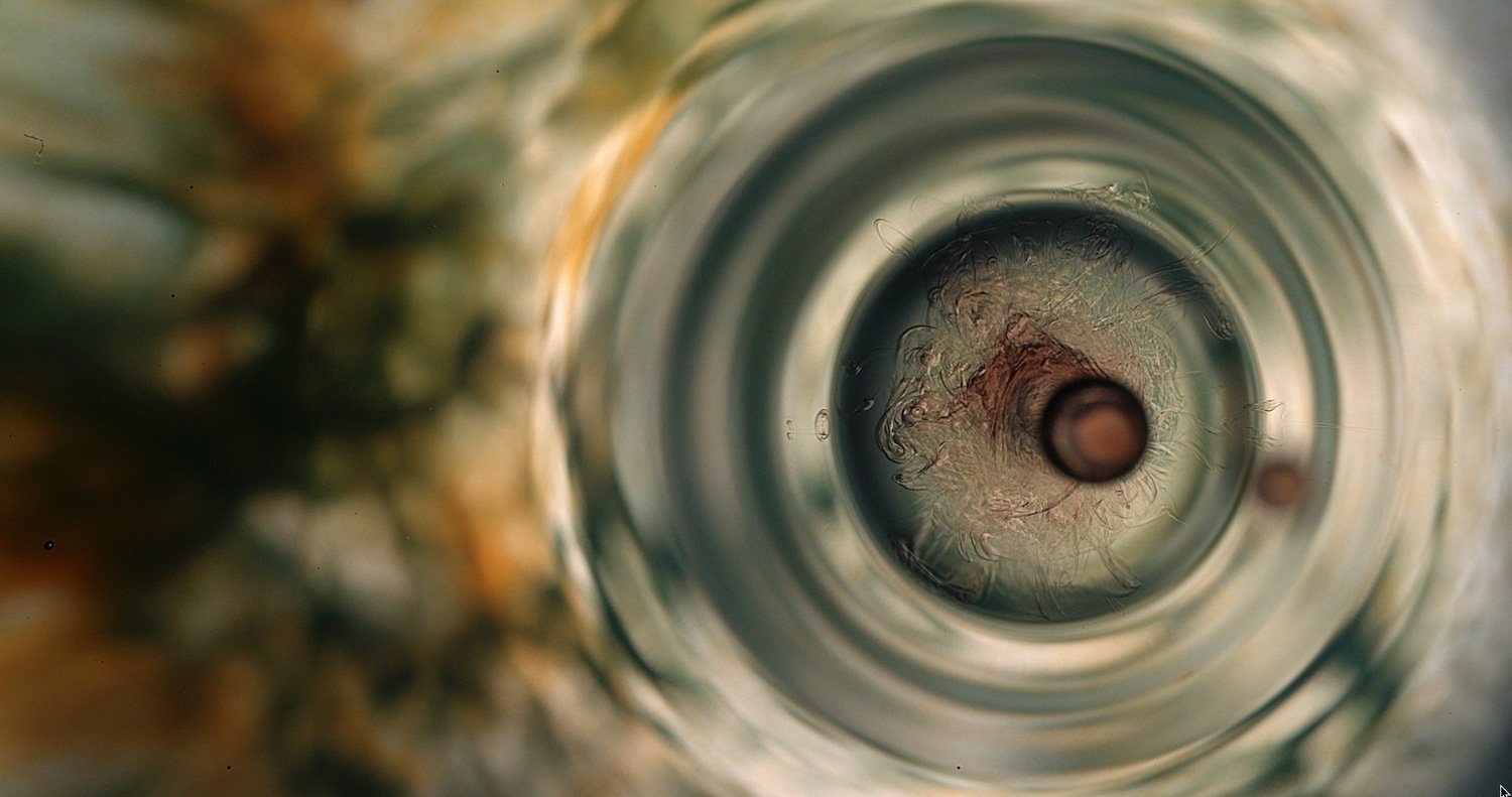 Philip Clemo | Droplet Two | Sedition