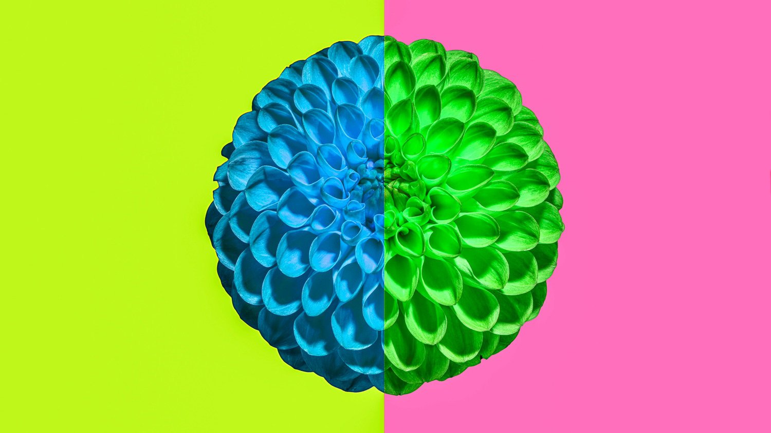 Graham Fudger | Electric Wallpaper #1 Meditative (60 seconds) | Sedition