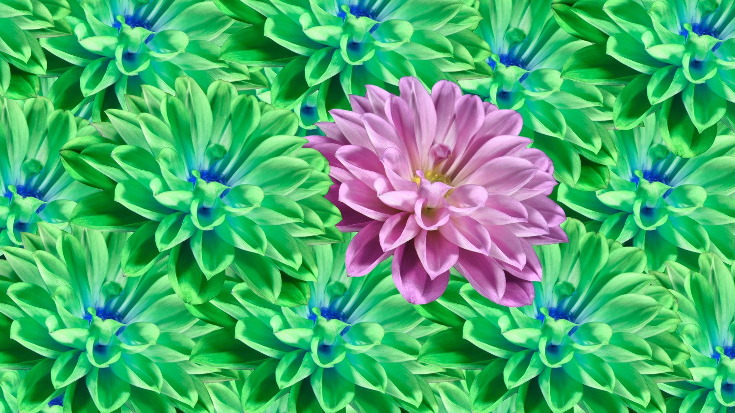 Graham Fudger | Electric Wallpaper #2 Meditative (60 seconds) | Sedition