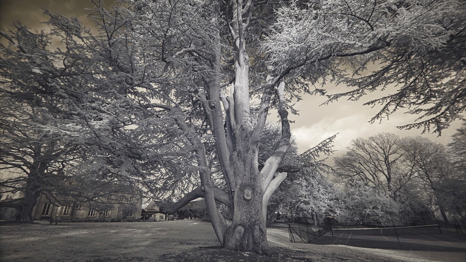 Philip Clemo | Lewis Carroll’s ‘Tumtum’ tree, England | Sedition