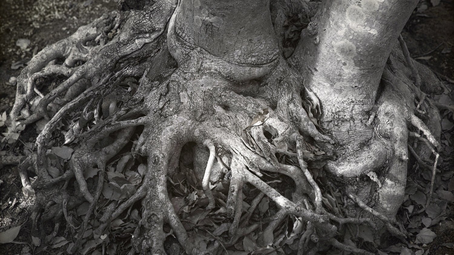 Philip Clemo | Tree roots 1, Fuchi Shrine, Nagasaki | Sedition