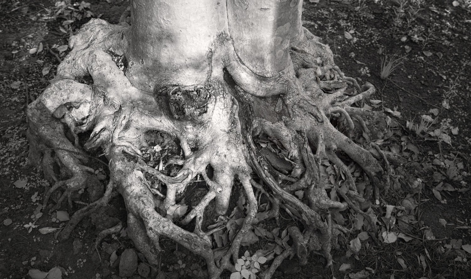Philip Clemo | Tree roots 2, Fuchi Shrine, Nagasaki | Sedition