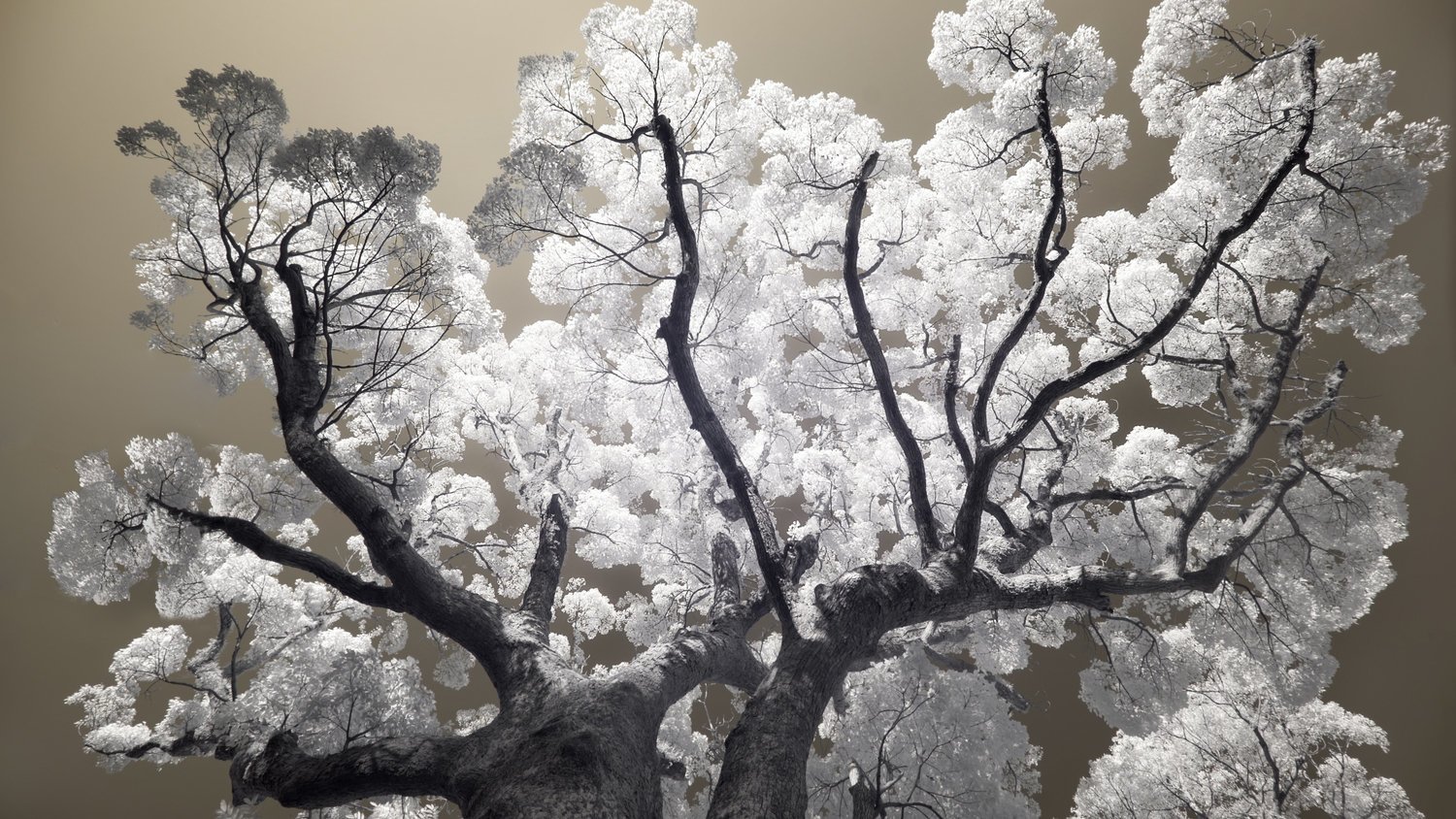 Philip Clemo | Camphor tree 6, Fuchi Shrine, Nagasaki | Sedition