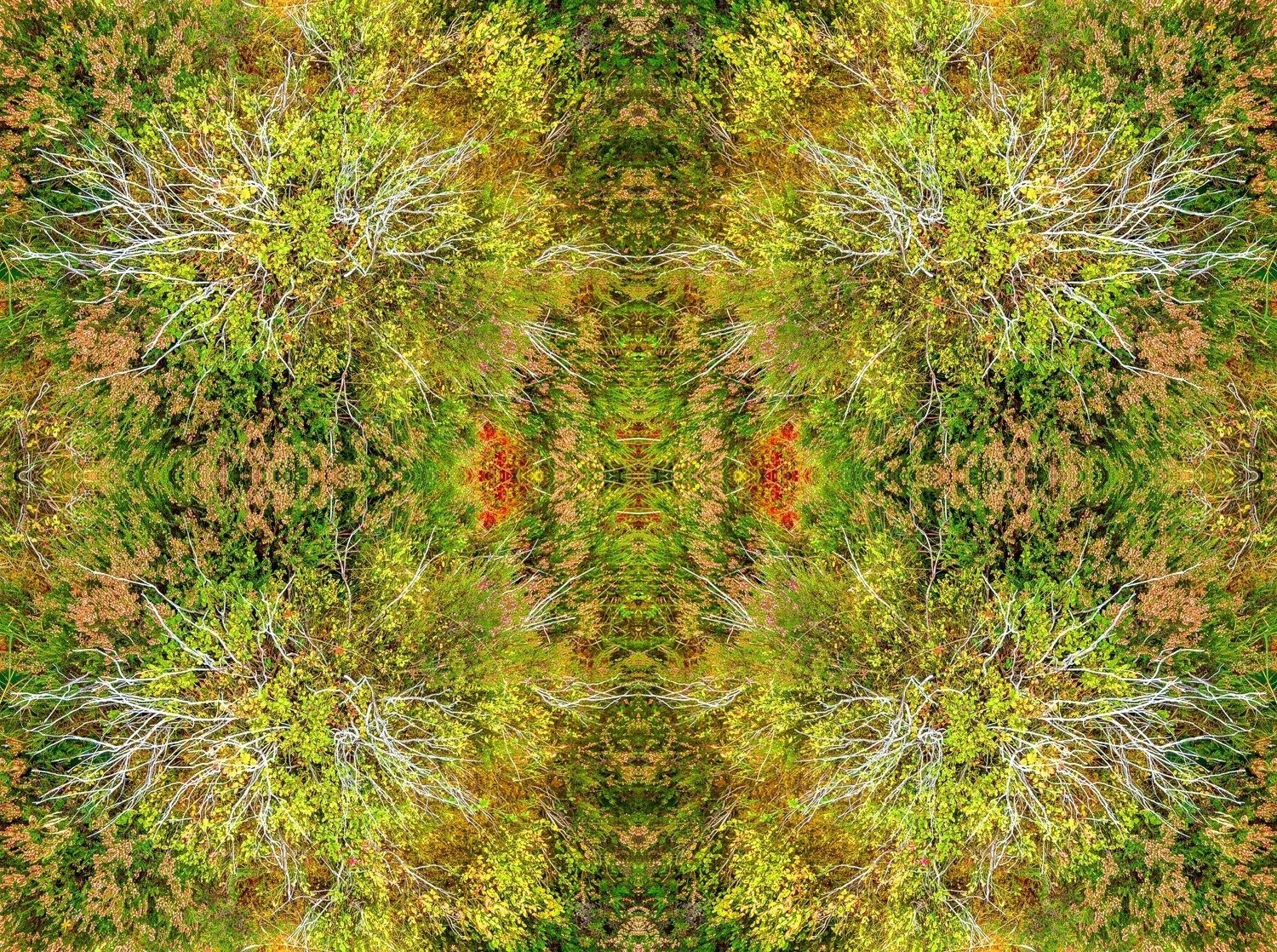 Adrian Houston | Flora & Fauna Alladale | Sedition