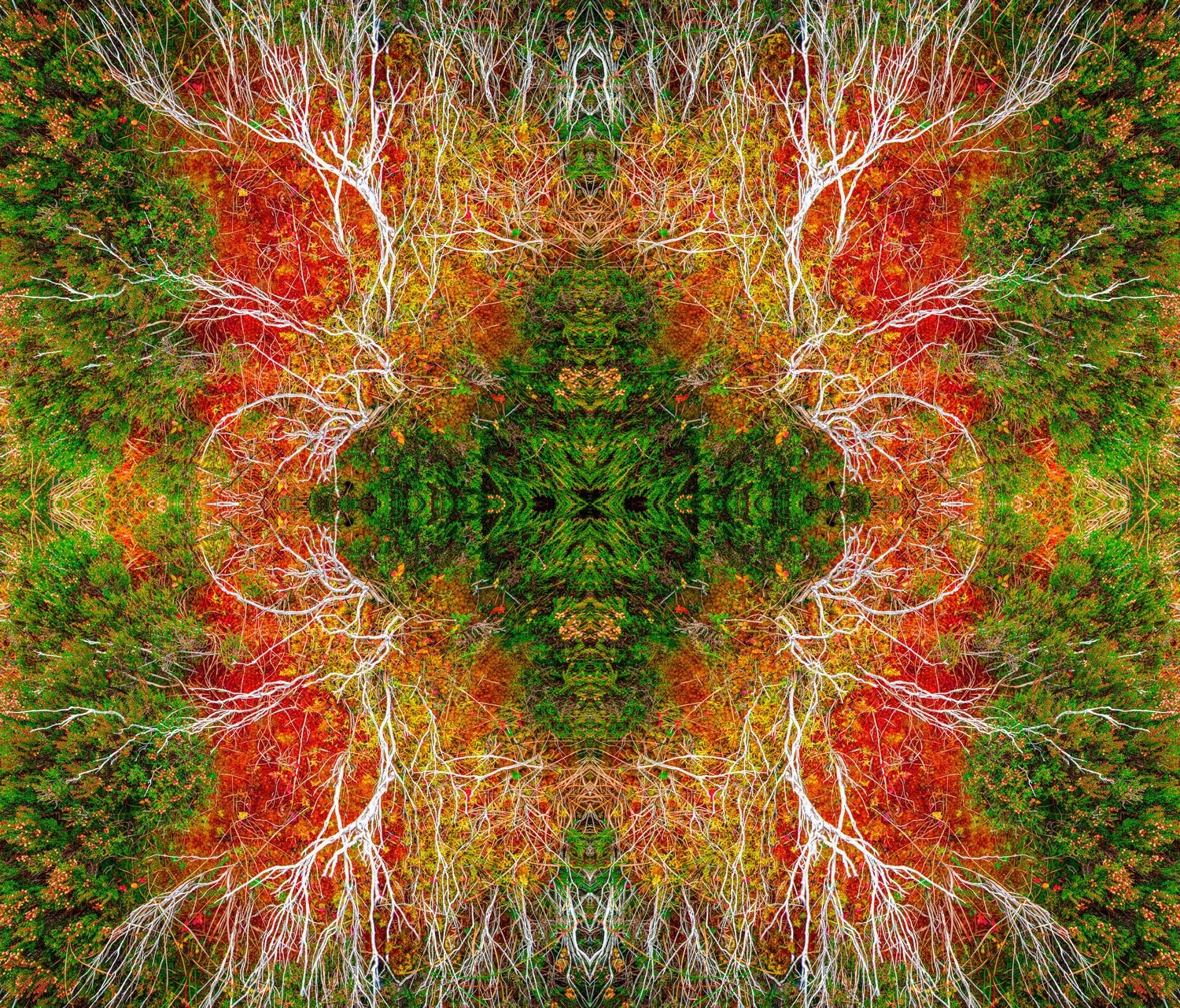 Adrian Houston | Flora & Fauna Caledonian Forest | Sedition