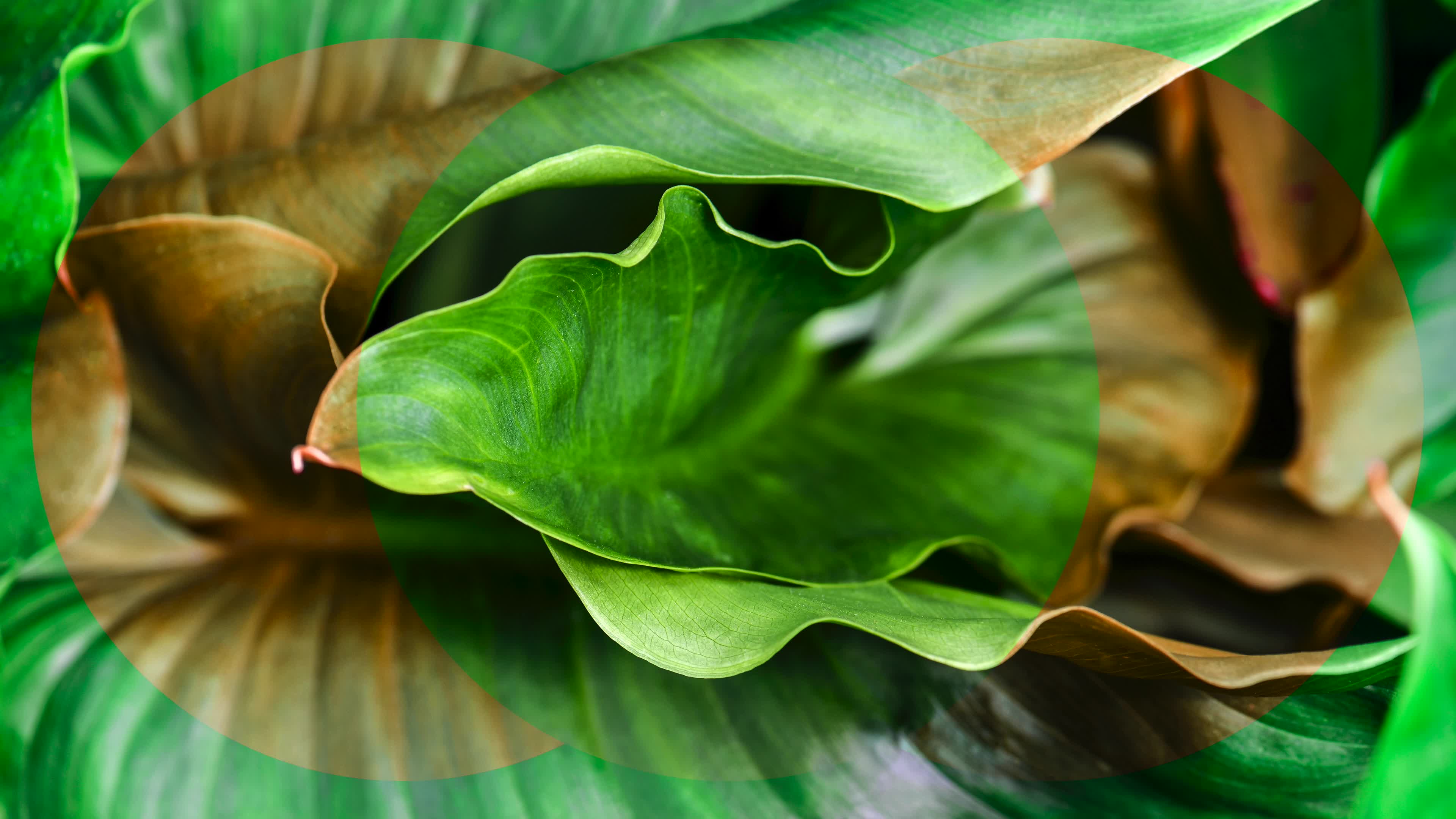 Graham Fudger | Naturalised 2 | Sedition