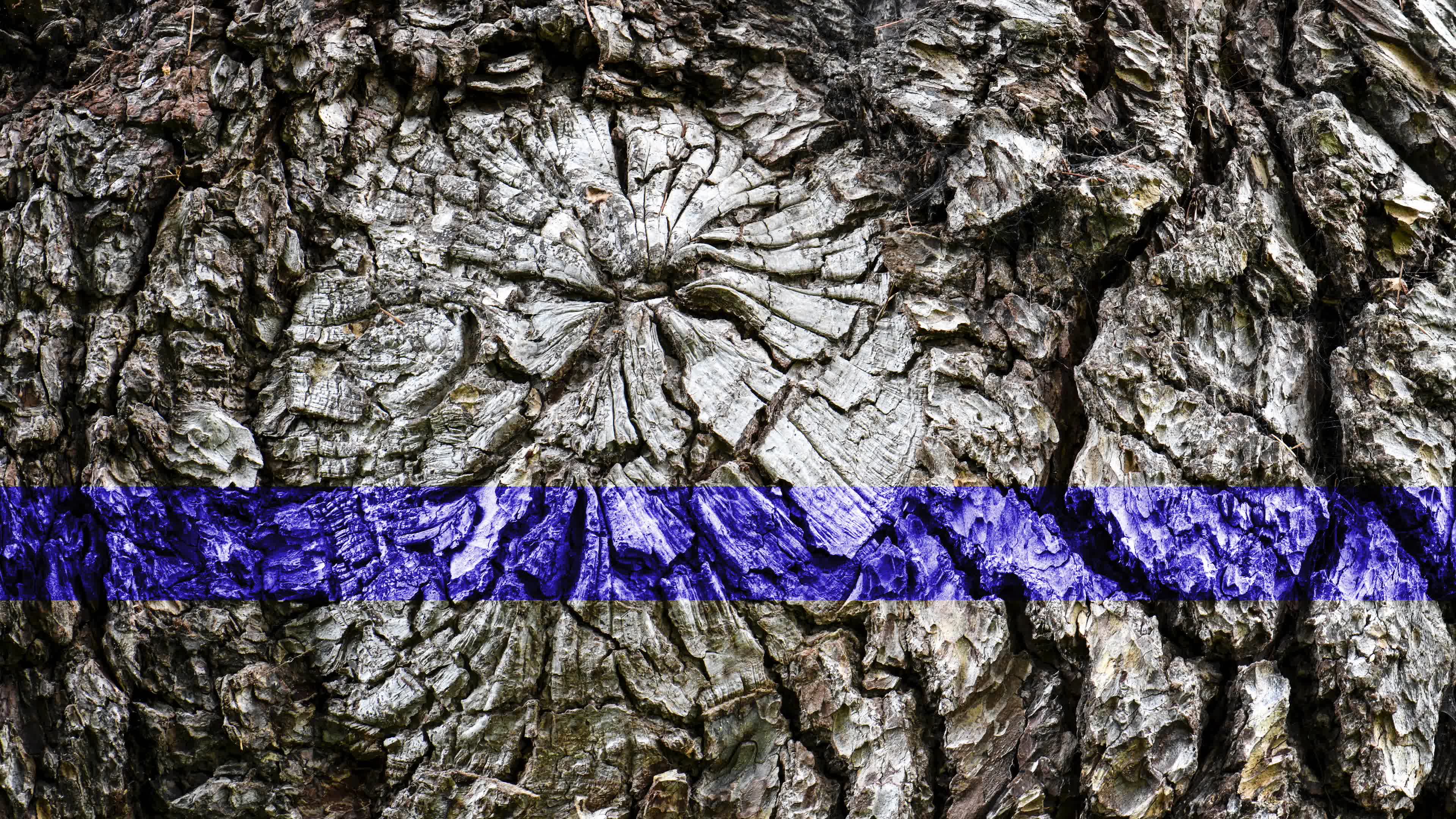 Graham Fudger | Naturalised 3 | Sedition