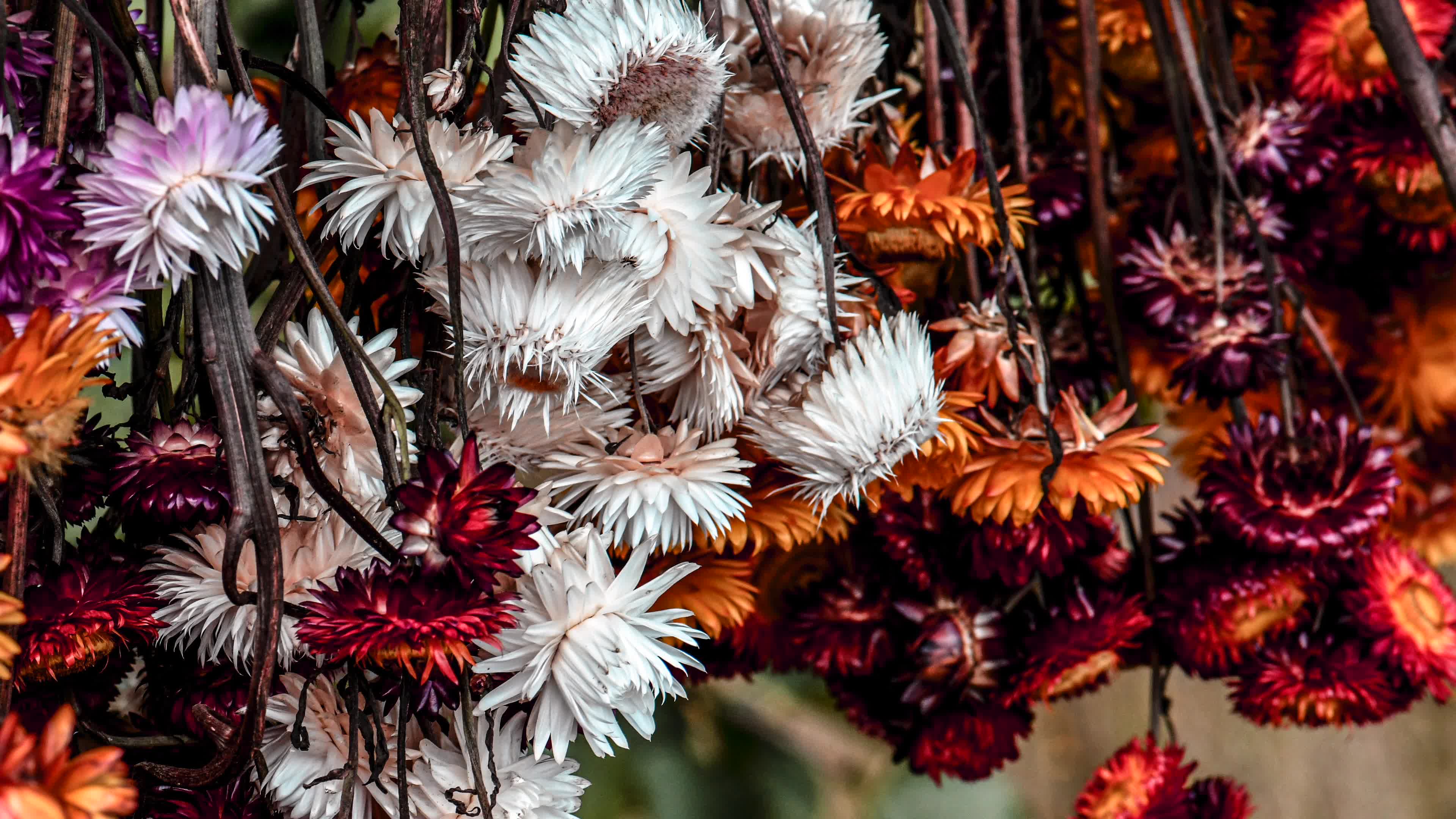 Graham Fudger | Naturalised 5 | Sedition