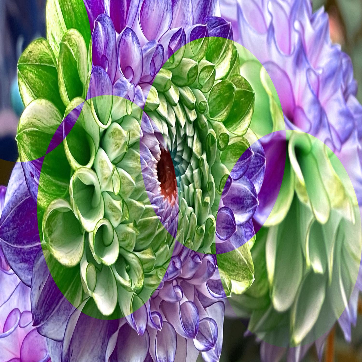 Graham Fudger | Naturalised 1 - Still | Sedition